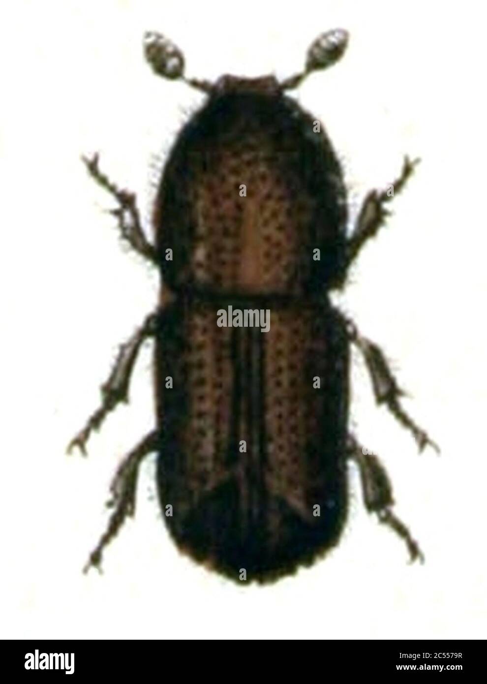 Ips sexdentatus -Fotos und -Bildmaterial in hoher Auflösung – Alamy