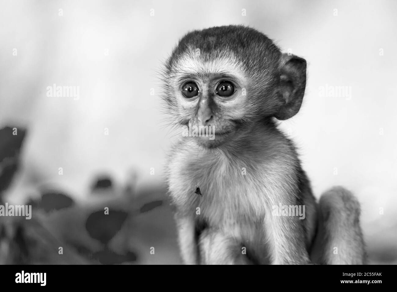 Ein kleiner lustiger Affe spielt auf dem Boden oder auf dem Baum ...