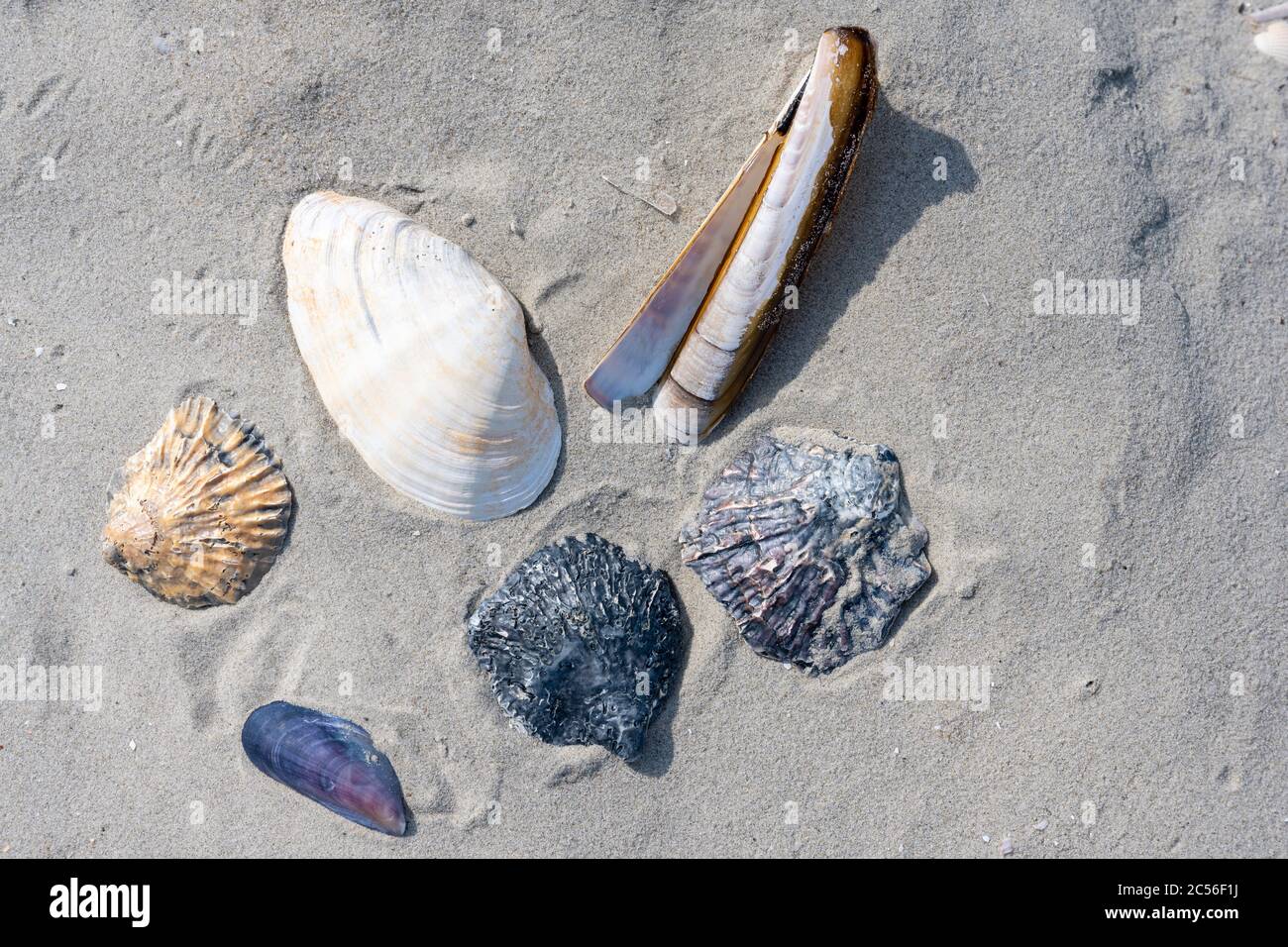 Muscheln am nordseestrand -Fotos und -Bildmaterial in hoher Auflösung ...