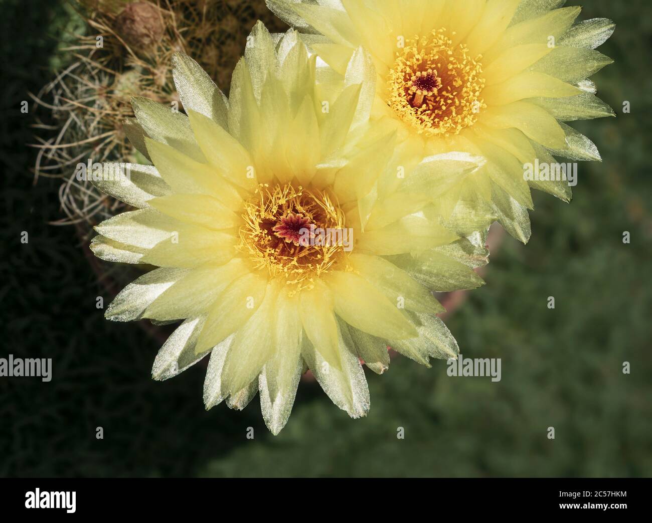 Notocactus concinnus -Fotos und -Bildmaterial in hoher Auflösung – Alamy
