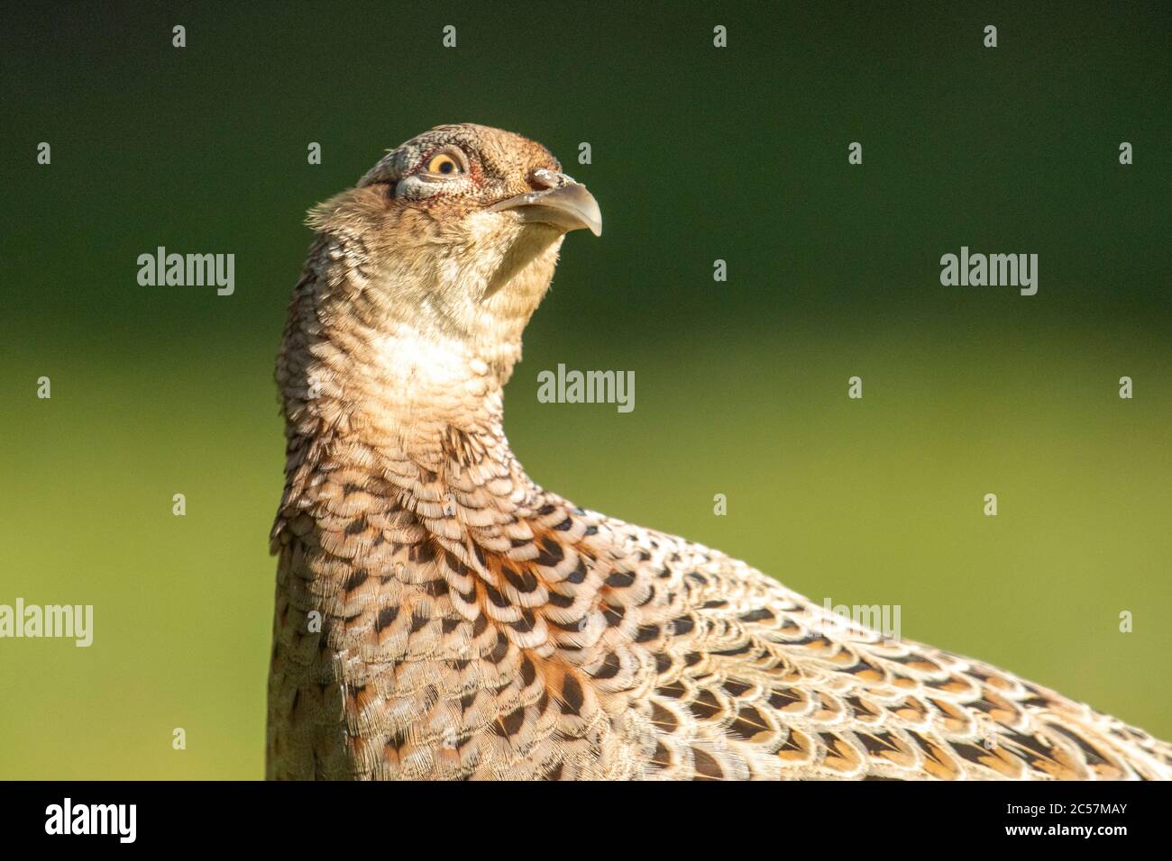 Uk studie -Fotos und -Bildmaterial in hoher Auflösung – Alamy