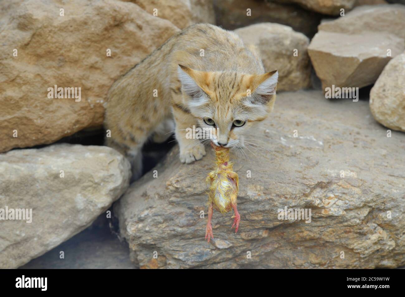 Mervent zoo frankreich -Fotos und -Bildmaterial in hoher Auflösung – Alamy