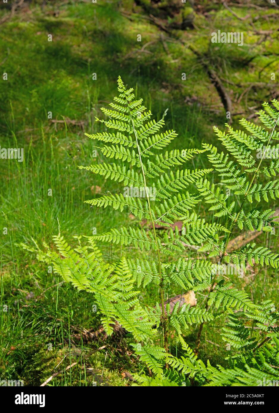 Waldfarn pflanze -Fotos und -Bildmaterial in hoher Auflösung – Alamy