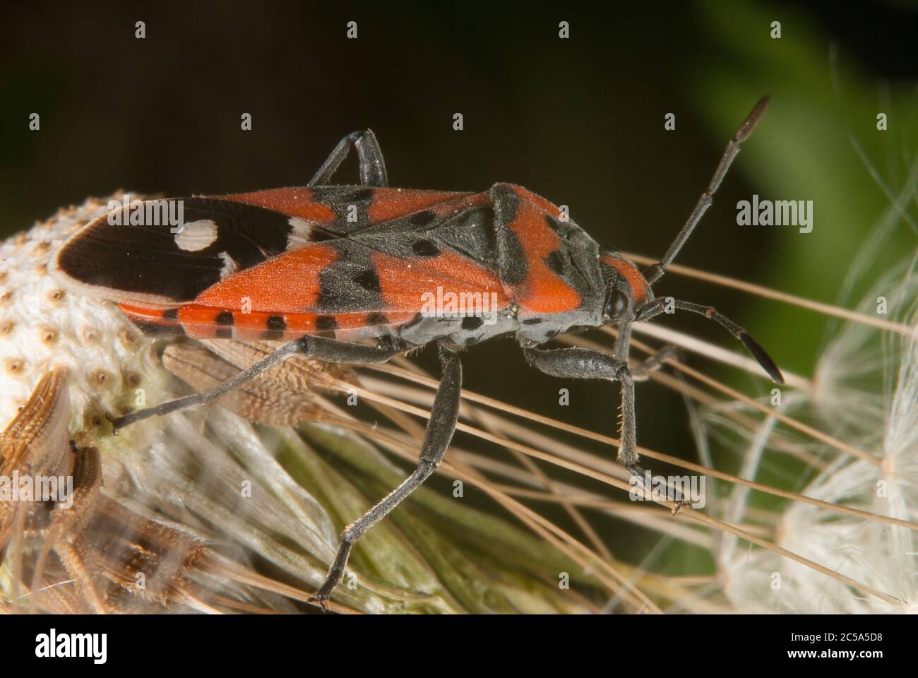 Rote wanze -Fotos und -Bildmaterial in hoher Auflösung – Alamy