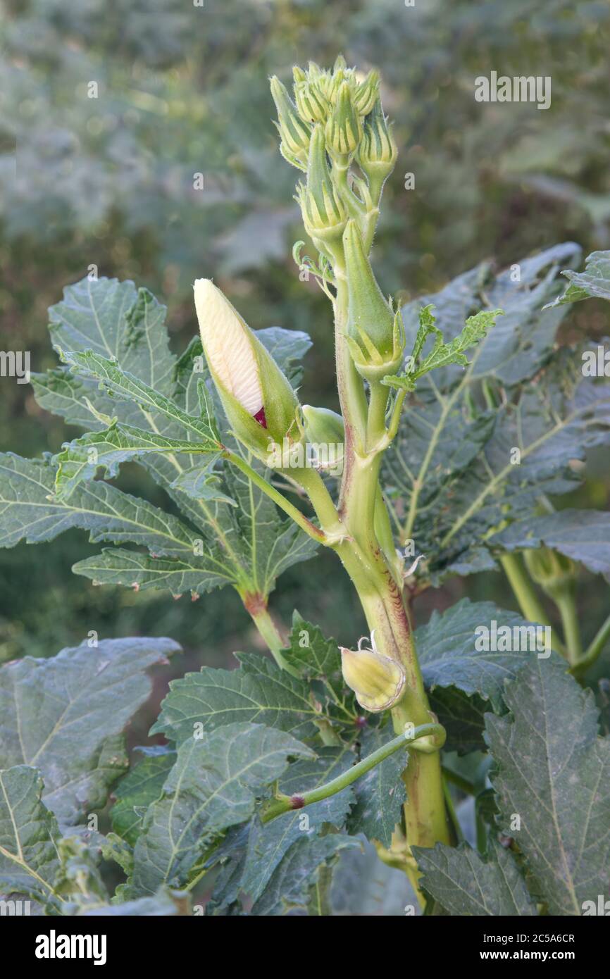 Okraschoten essbar -Fotos und -Bildmaterial in hoher Auflösung – Alamy
