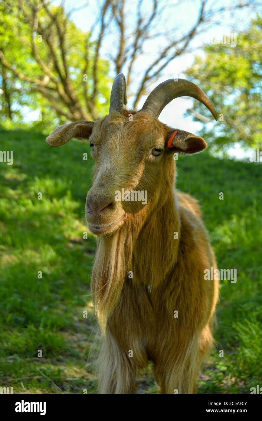 Ziege mit langen hörnern -Fotos und -Bildmaterial in hoher Auflösung ...