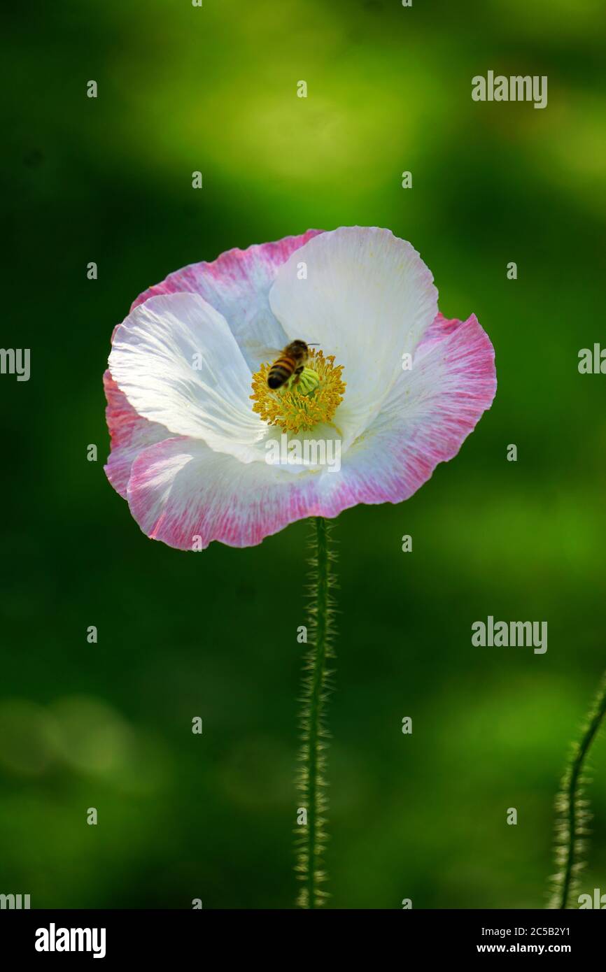 Alaska mohnblume -Fotos und -Bildmaterial in hoher Auflösung – Alamy