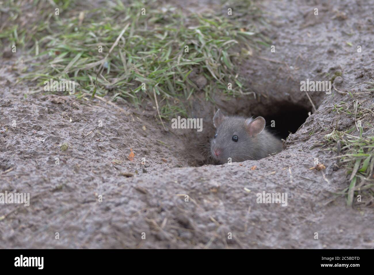 Junge braune Ratte, Rattus norvegicus, stopft Kopf und Gesicht aus ...