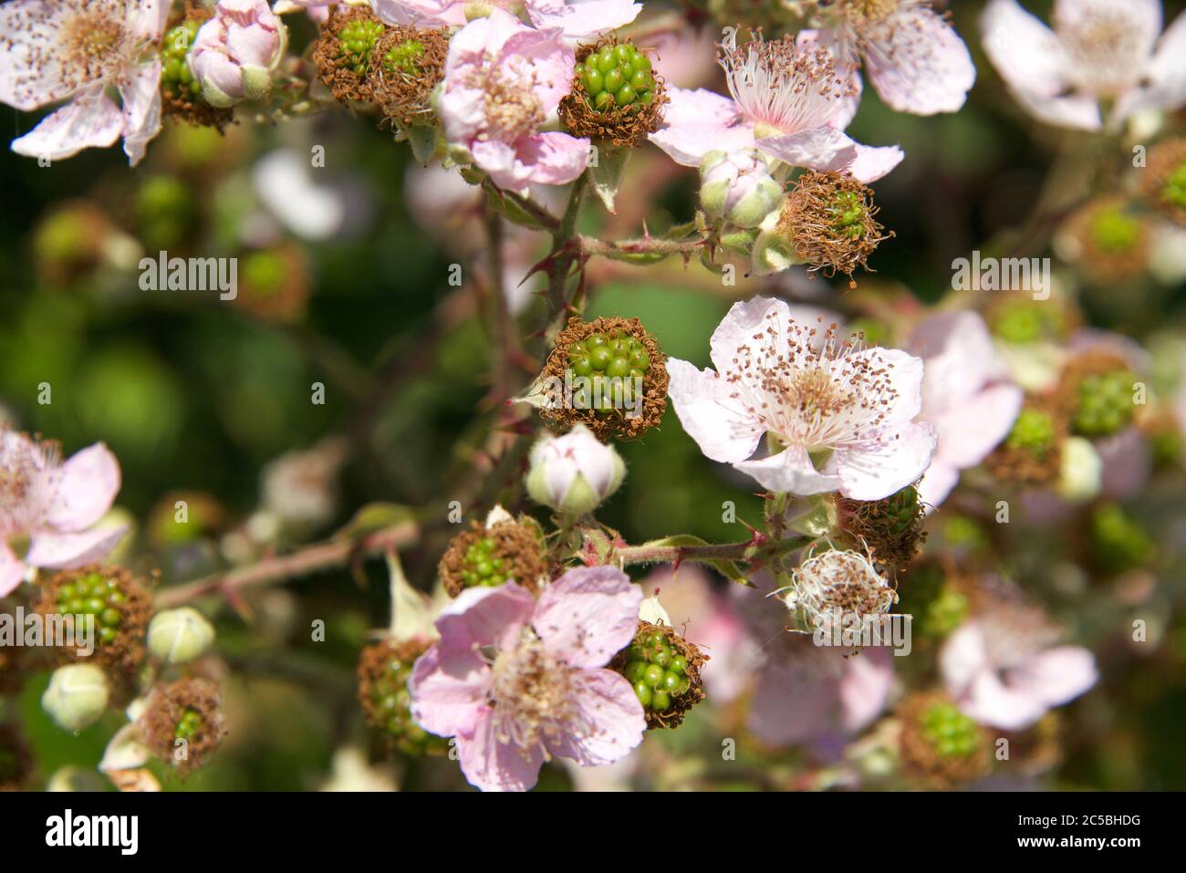 Torus bleibt bei obst -Fotos und -Bildmaterial in hoher Auflösung – Alamy