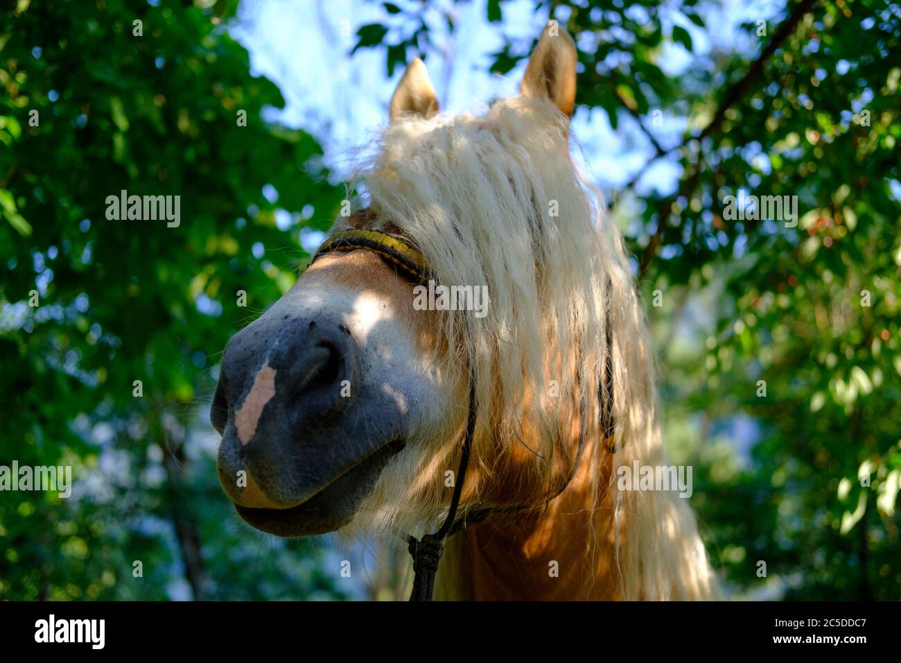 Blondine pferd -Fotos und -Bildmaterial in hoher Auflösung – Alamy