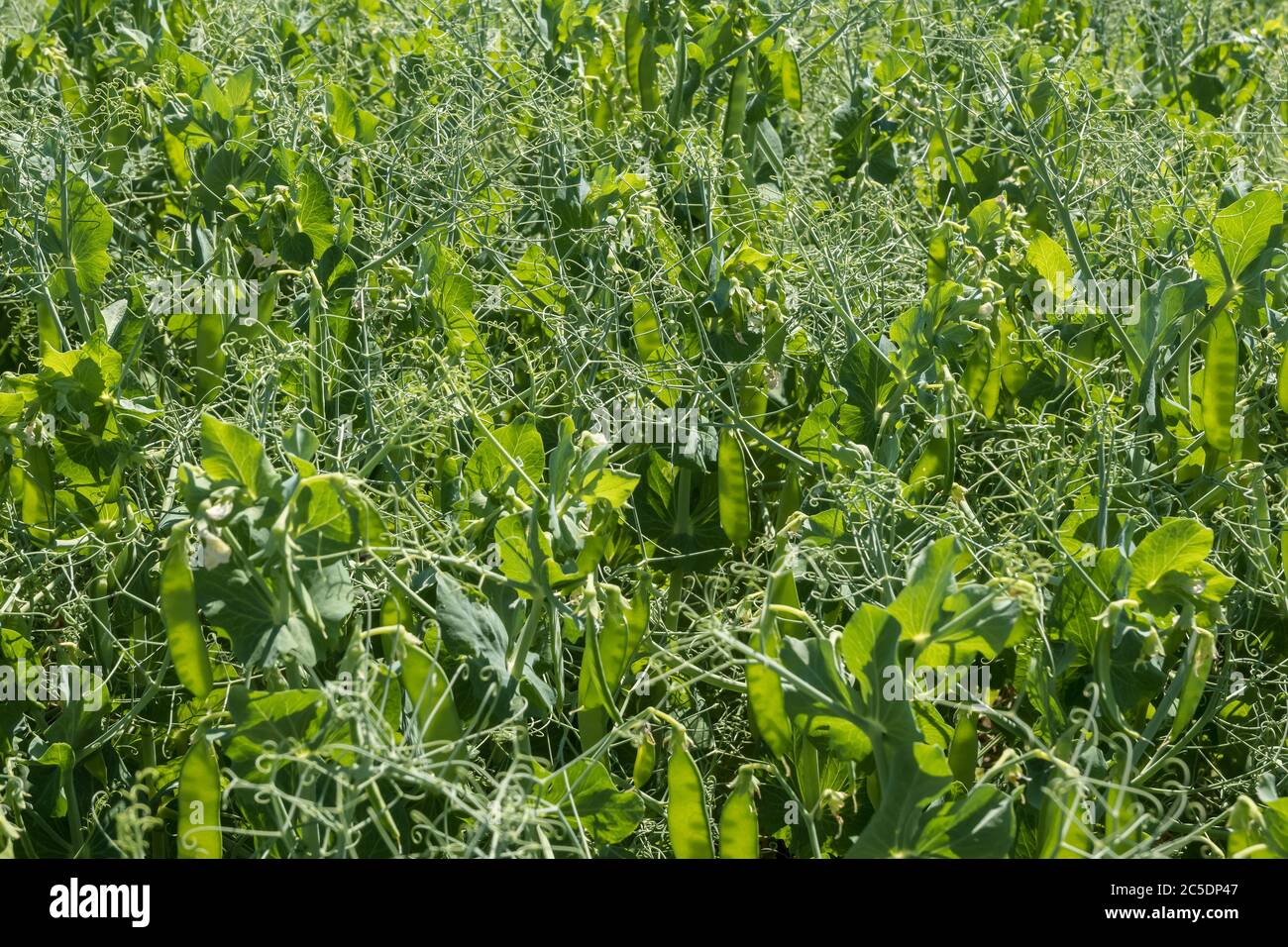 Ackerbau erbsen trail -Fotos und -Bildmaterial in hoher Auflösung – Alamy