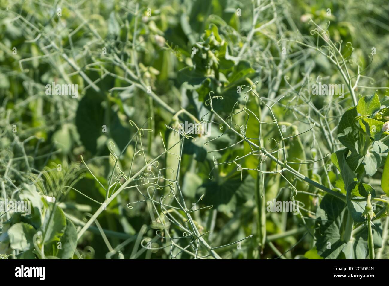 Erbse mendel -Fotos und -Bildmaterial in hoher Auflösung – Alamy