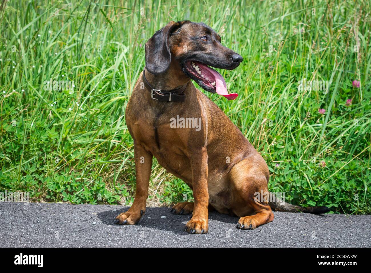 Bayerischer gebirgsschweisshund sitzend -Fotos und -Bildmaterial in ...