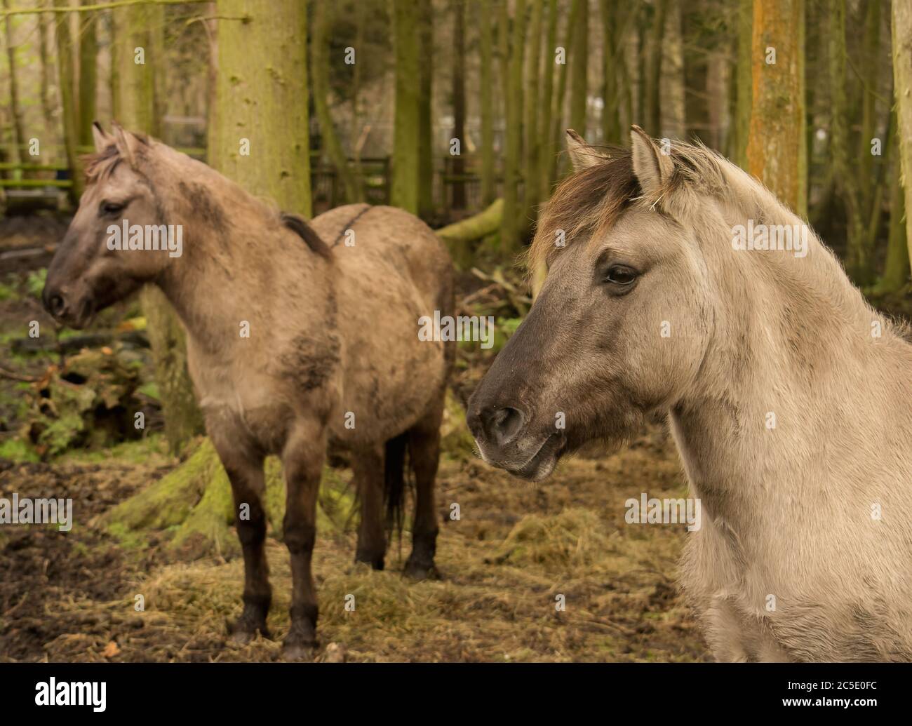 Wilde konik pferde -Fotos und -Bildmaterial in hoher Auflösung – Alamy
