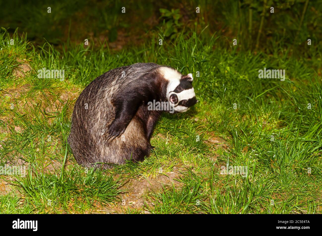 Dachs Baby Stockfotos und -bilder Kaufen - Alamy