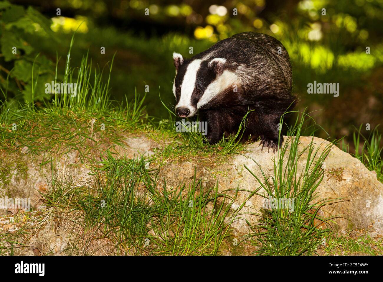 Meles meles baby -Fotos und -Bildmaterial in hoher Auflösung – Alamy