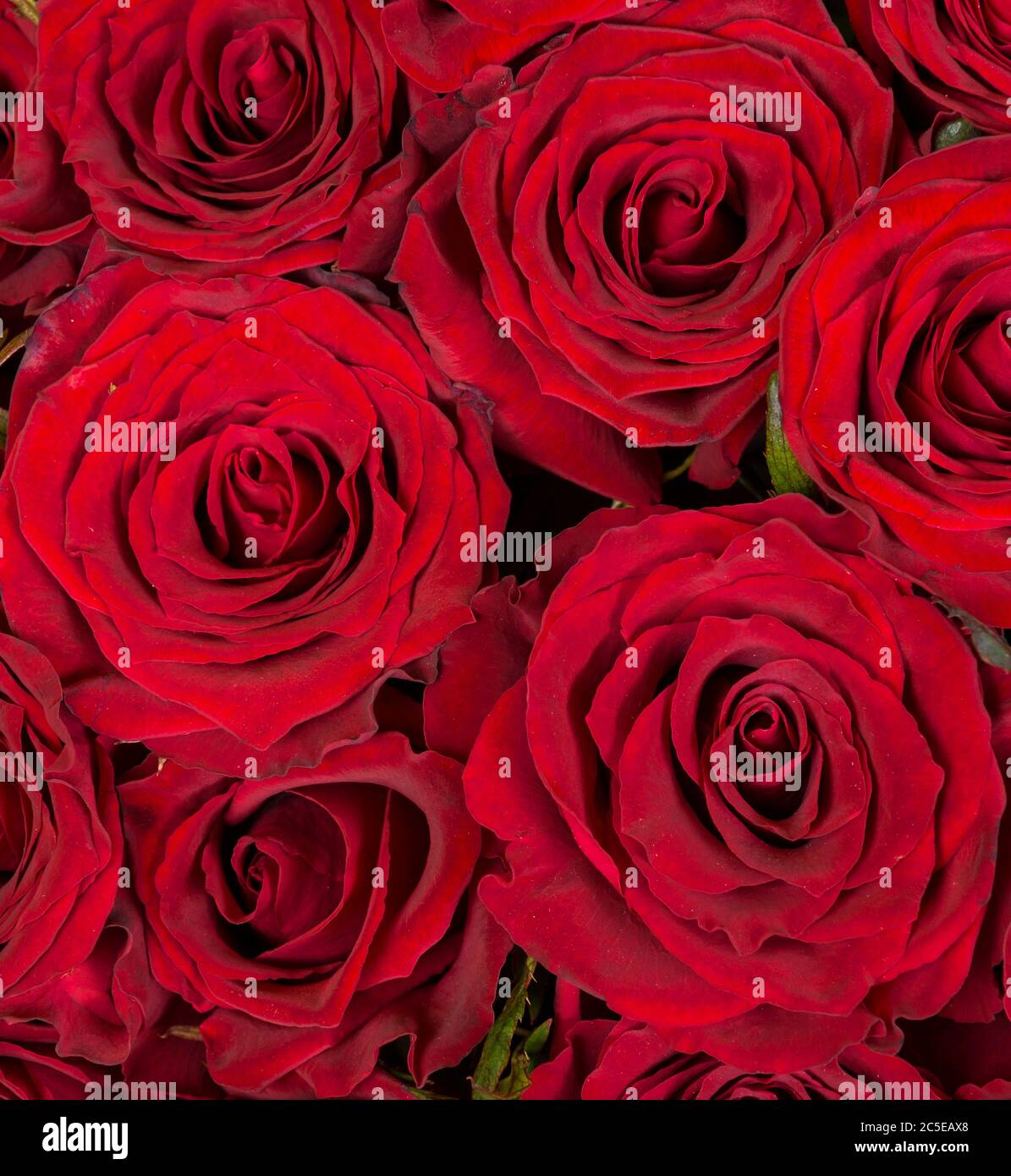 Rosen hintergrund -Fotos und -Bildmaterial in hoher Auflösung – Alamy