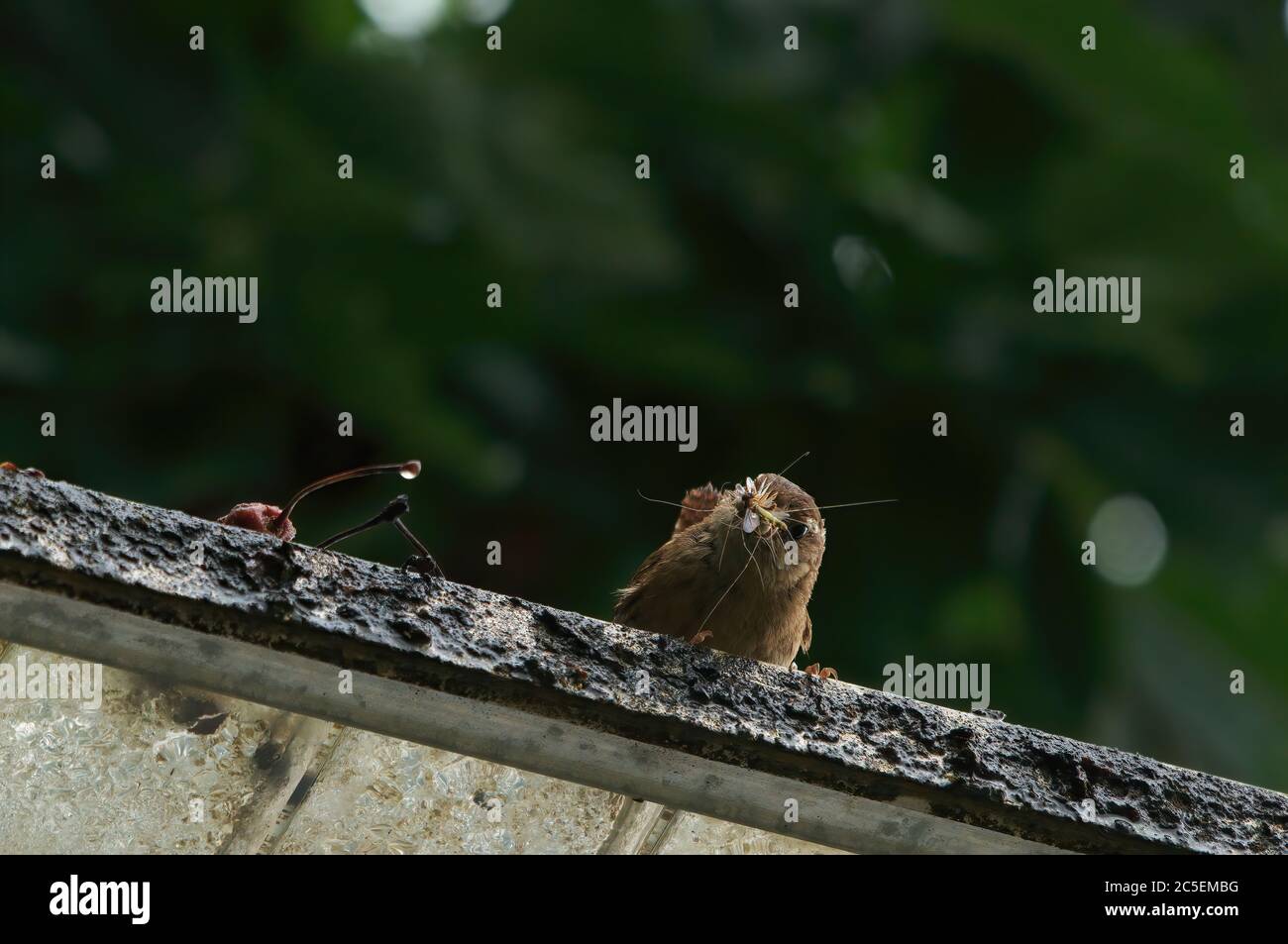 Vogel, der nahrung bringt -Fotos und -Bildmaterial in hoher Auflösung ...