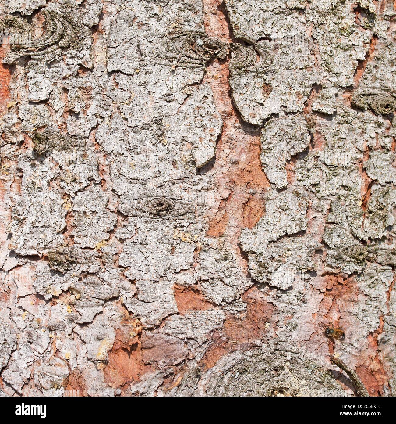 Fichte baumrinde -Fotos und -Bildmaterial in hoher Auflösung – Alamy