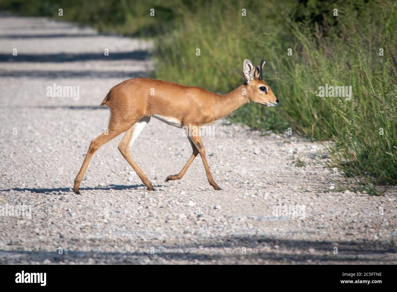 Steenbok raphicerus campestris namibia -Fotos und -Bildmaterial in ...