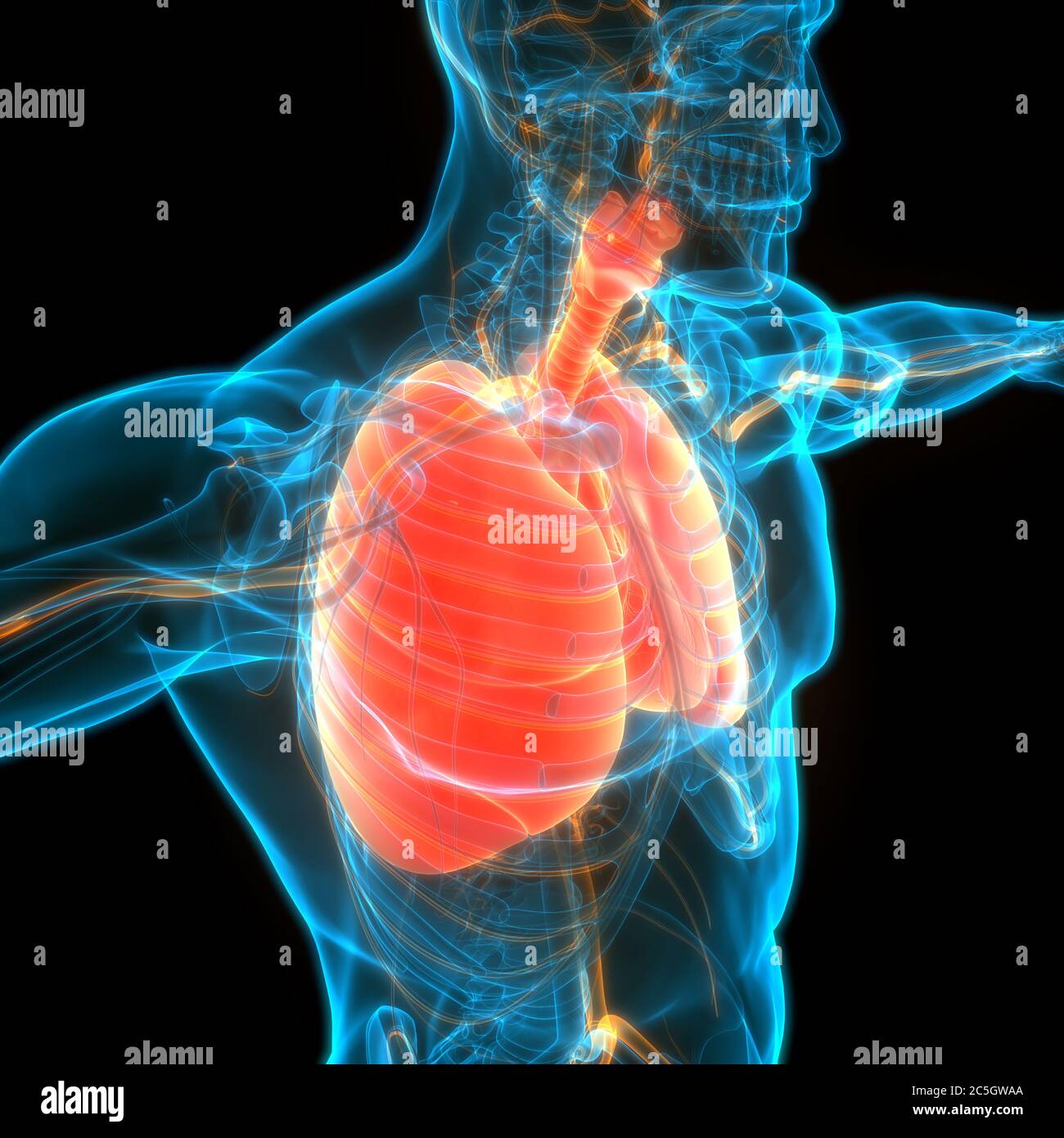 Menschliche Atmungssystem Lungen Anatomie Stockfotografie - Alamy