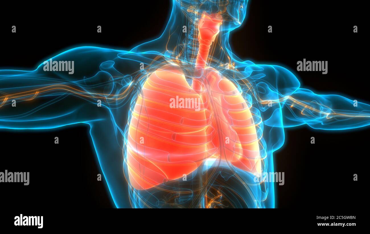 Menschliche Atmungssystem Lungen Anatomie Stockfotografie - Alamy