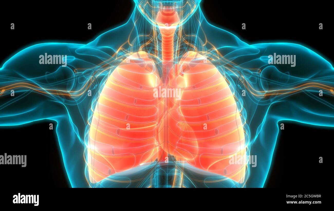 Menschliche Atmungssystem Lungen Anatomie Stockfotografie - Alamy