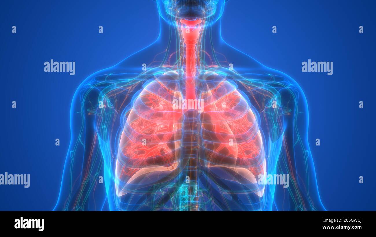 Menschliche Atmungssystem Lungen Anatomie Stockfotografie - Alamy