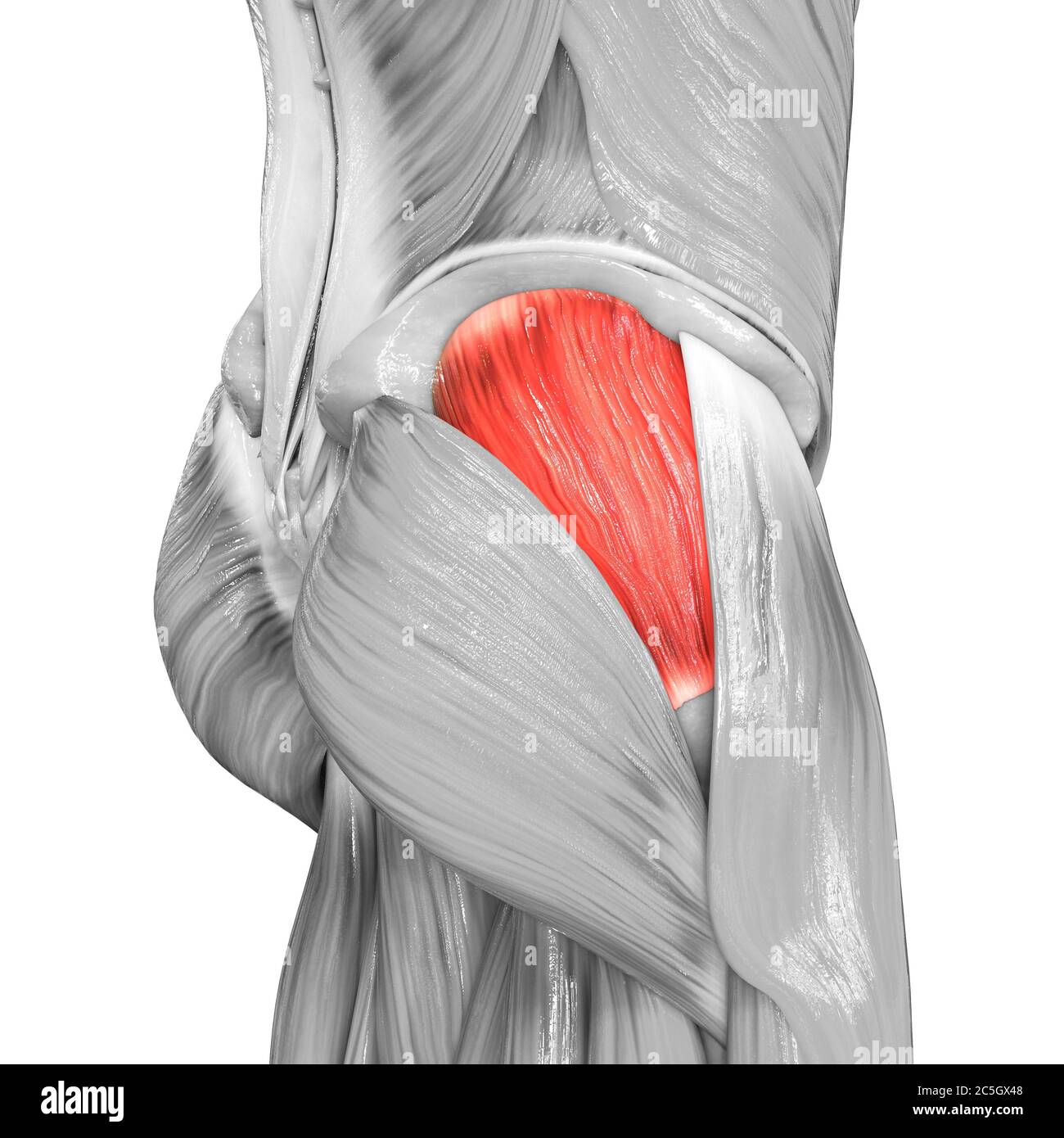 Anatomie Des Menschlichen Muskelsystems Beinmuskeln Muskel Des Gluteus ...