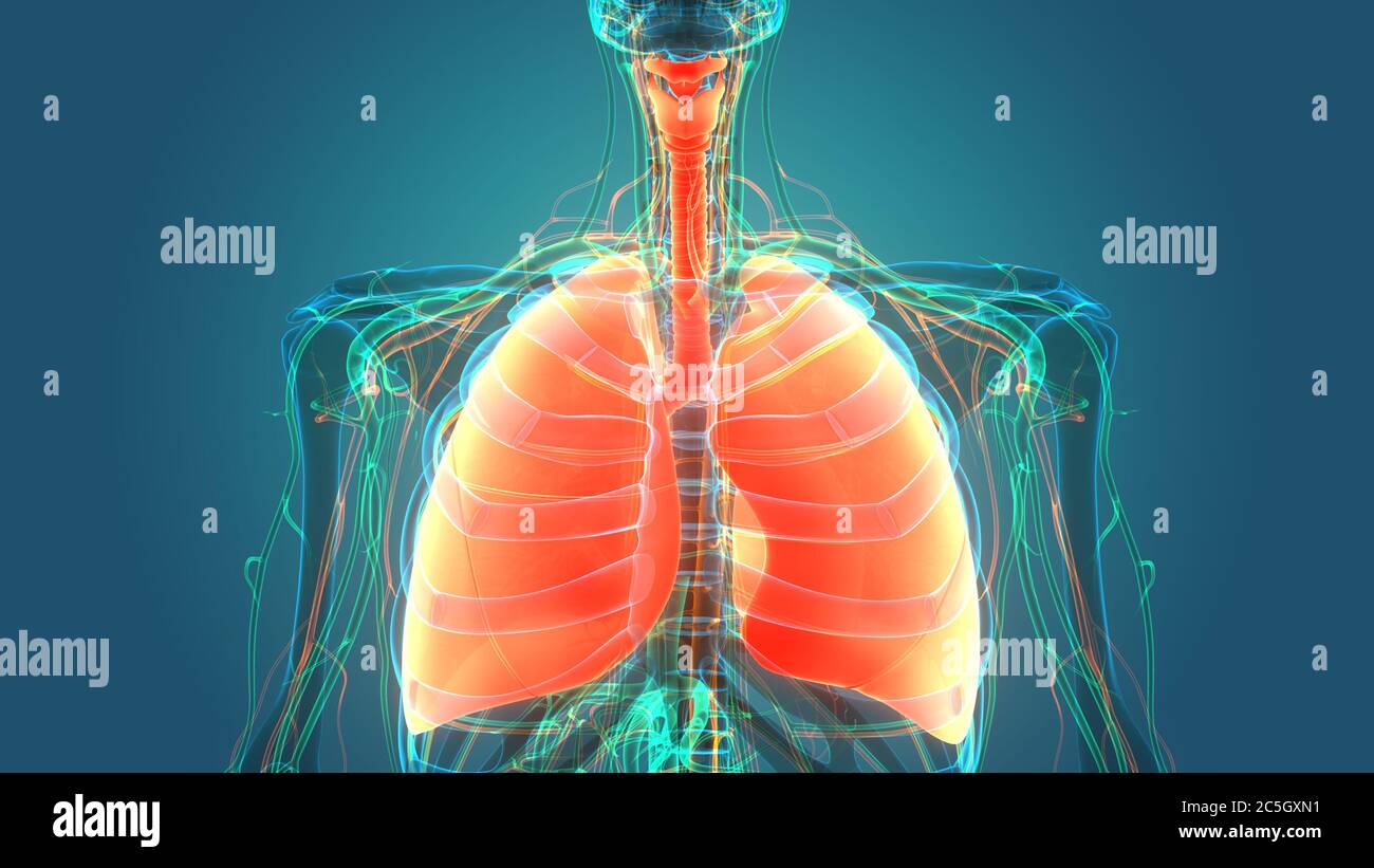 Menschliche Atmungssystem Lungen Anatomie Stockfotografie - Alamy