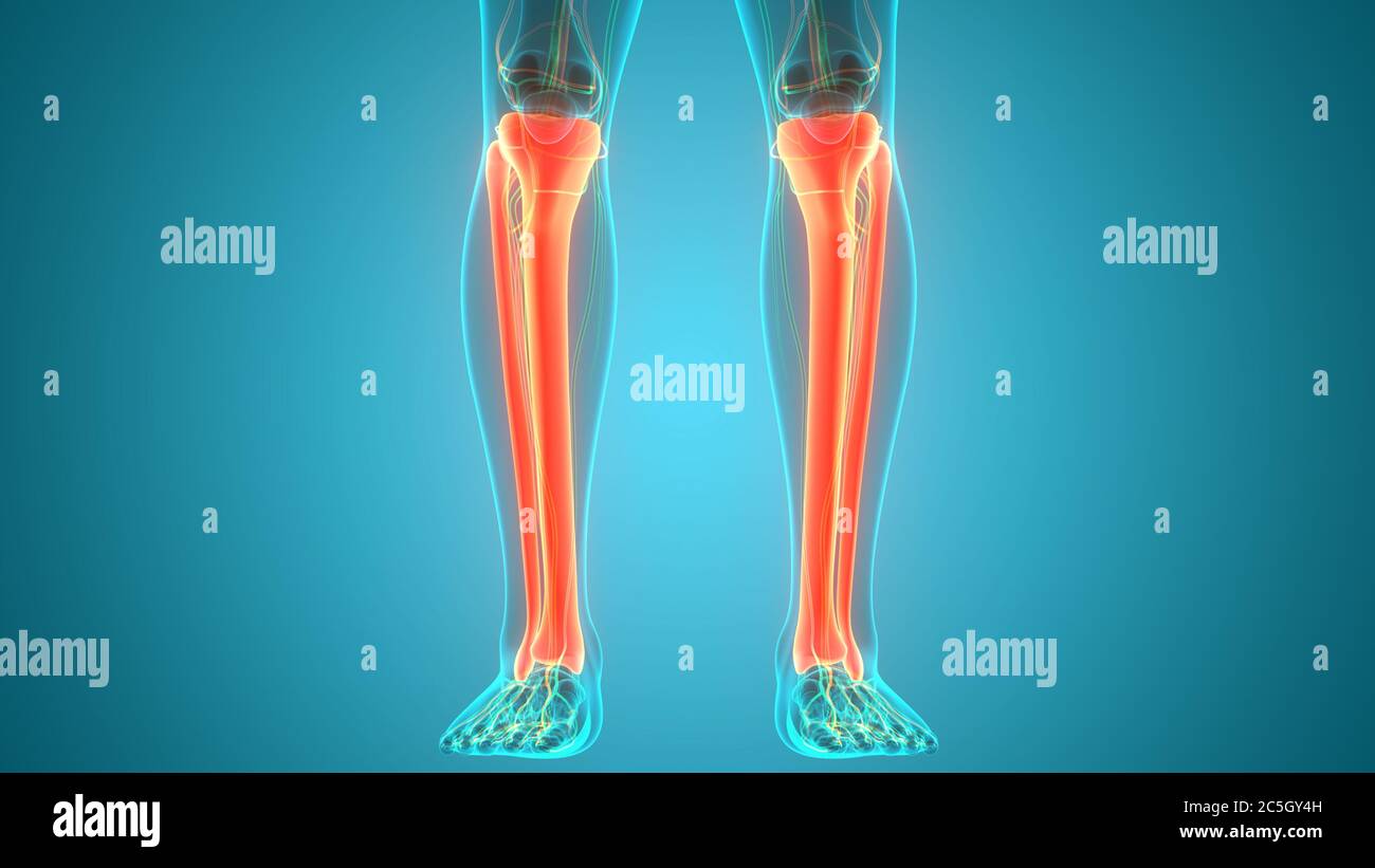 Menschliche Skeleton-System Tibia und Fibula Bone Joints Anatomy ...