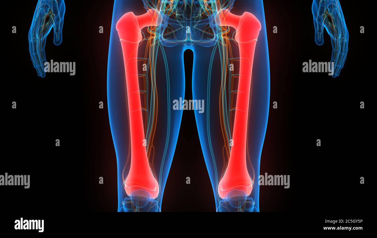 Anatomie Des Menschlichen Oberschenkelknochens