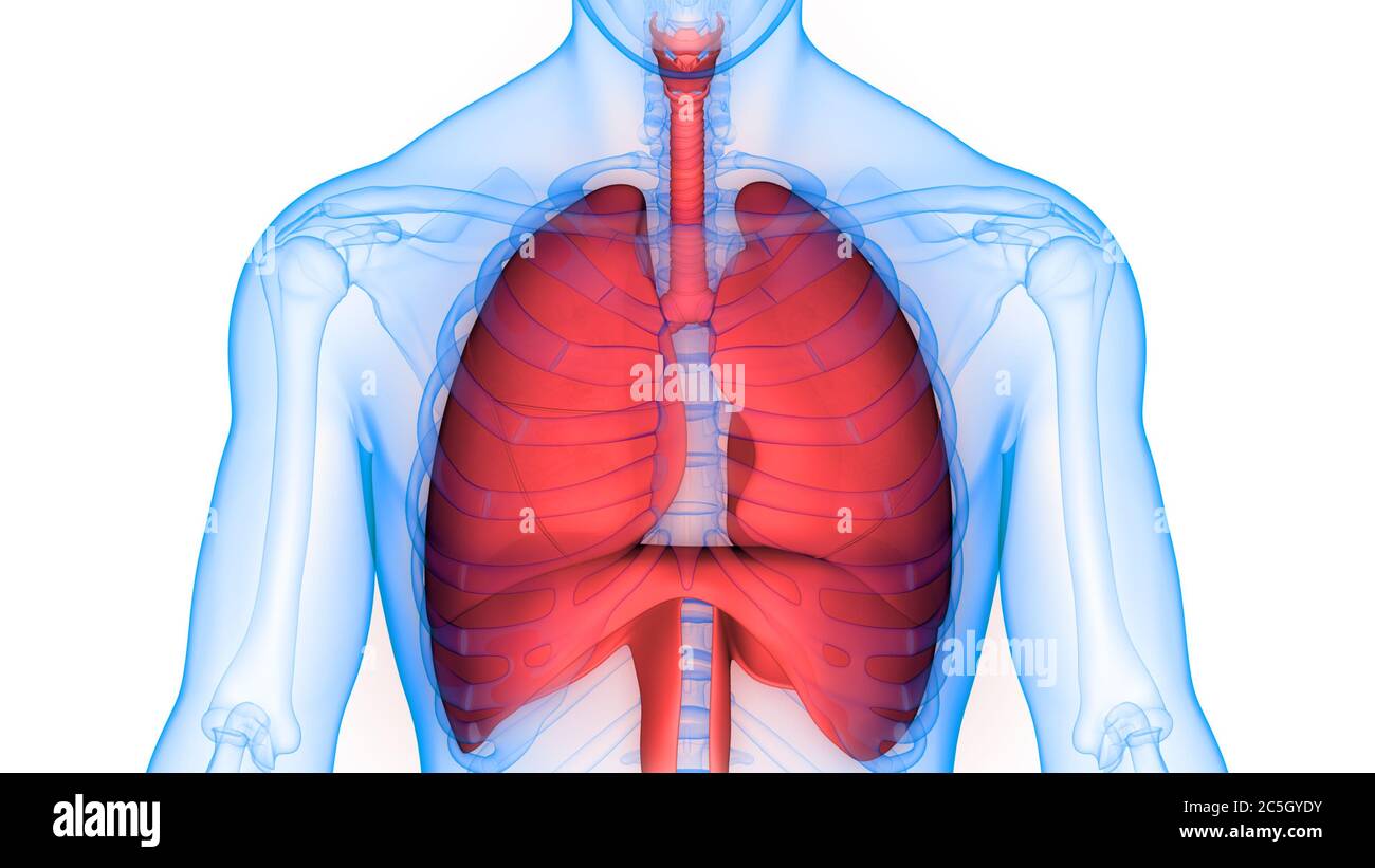 Menschliche Atemwege Lunge mit Membran Anatomie Stockfotografie - Alamy