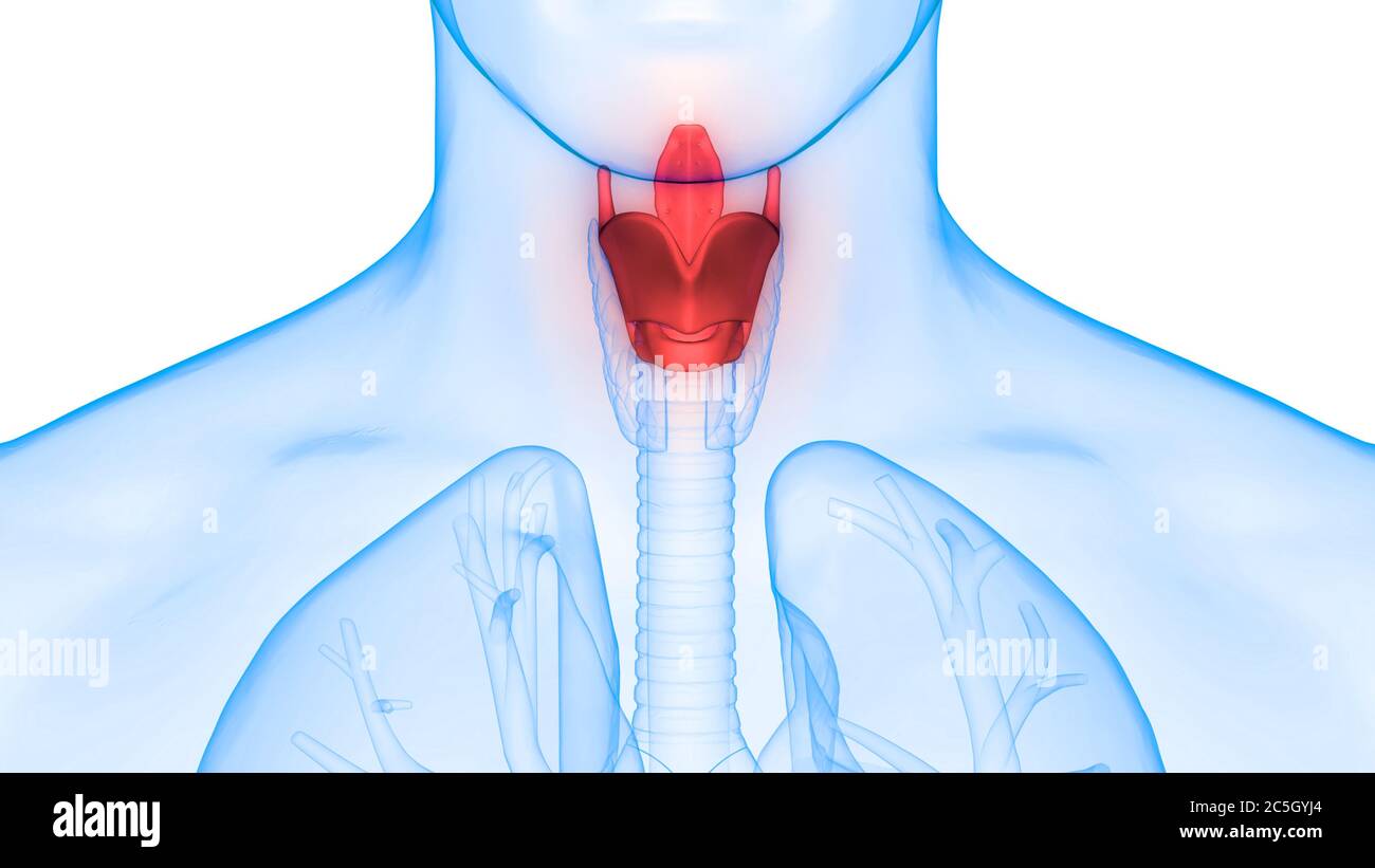 Atmungssystem larynx grafik -Fotos und -Bildmaterial in hoher Auflösung ...