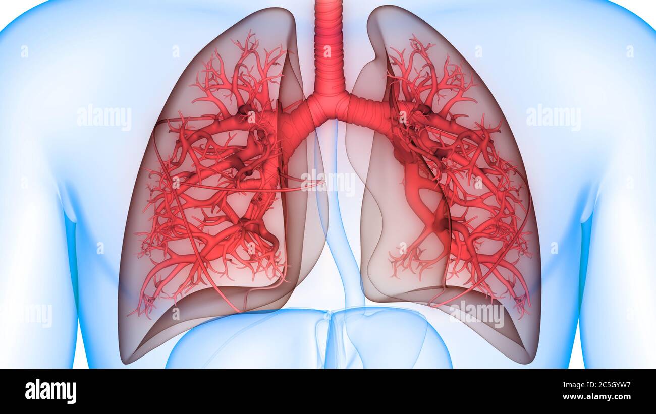Menschliche Atmungssystem Lungen Anatomie Stockfotografie - Alamy