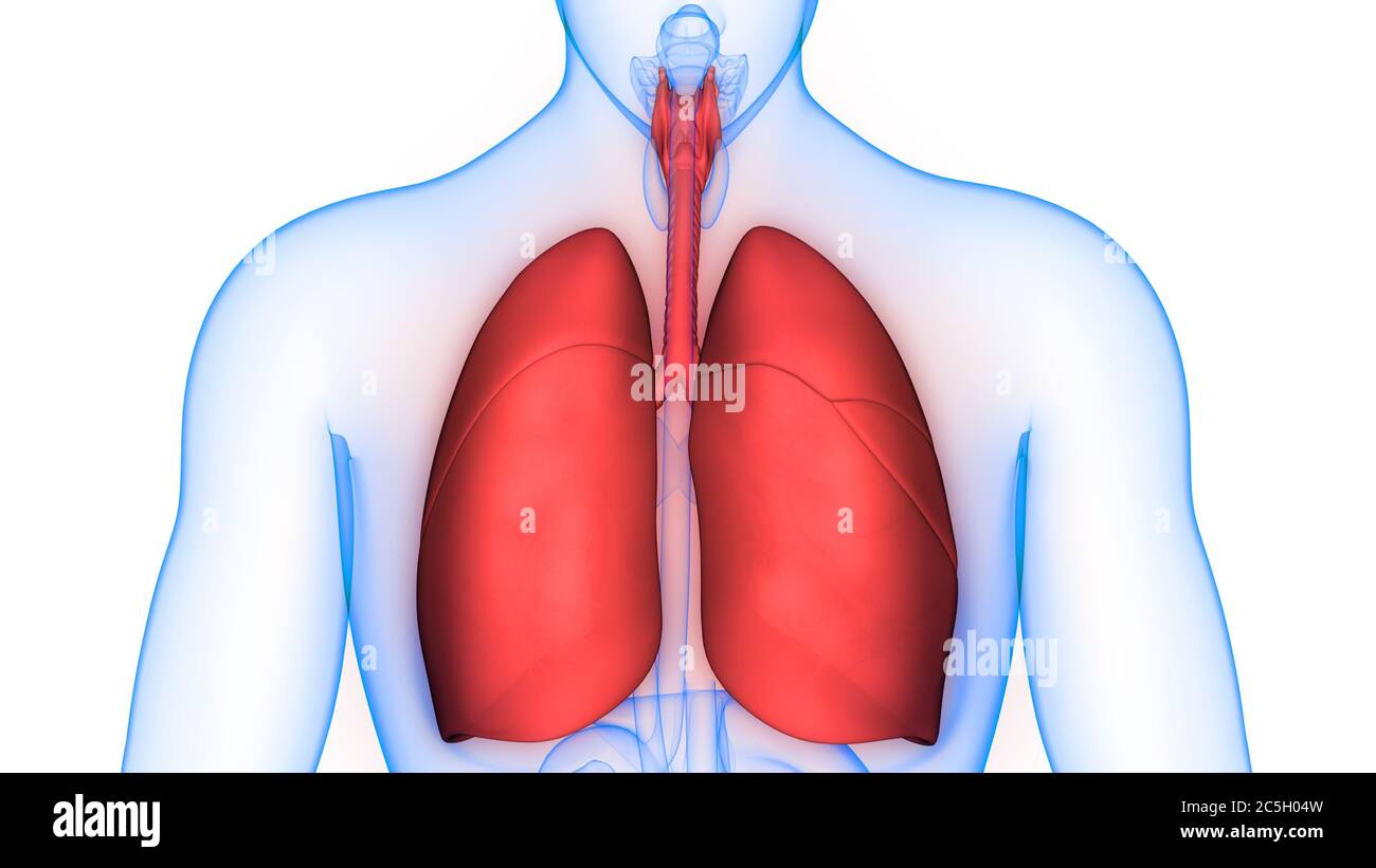 Menschliche Atmungssystem Lungen Anatomie Stockfotografie - Alamy