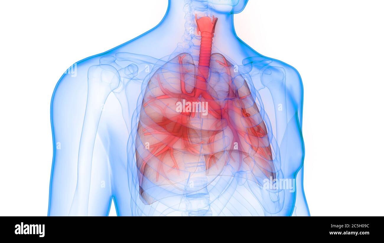 Menschliche Atmungssystem Lungen Anatomie Stockfotografie - Alamy