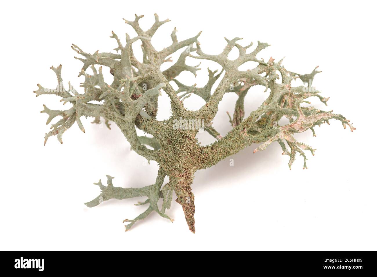 Lichen islandicus -Fotos und -Bildmaterial in hoher Auflösung – Alamy