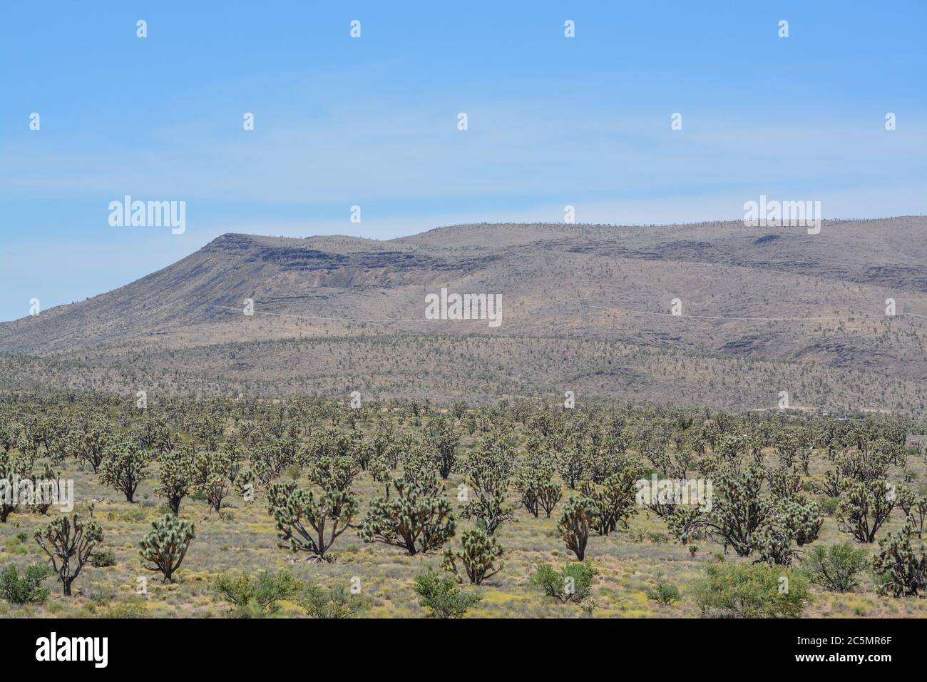 Arizona joshua tree forest -Fotos und -Bildmaterial in hoher Auflösung ...