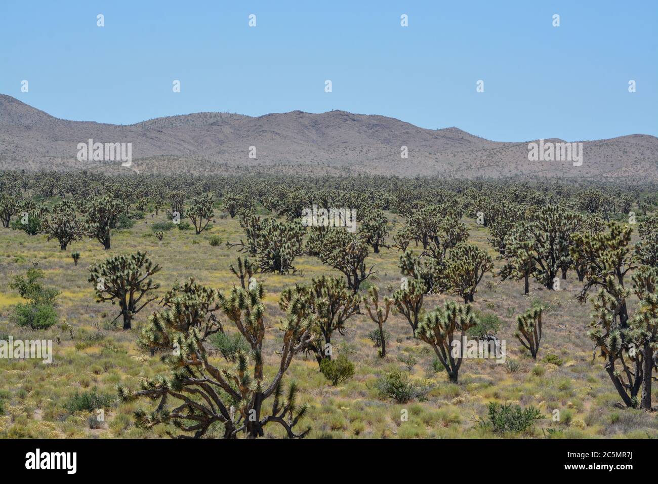 Arizona joshua tree forest -Fotos und -Bildmaterial in hoher Auflösung ...