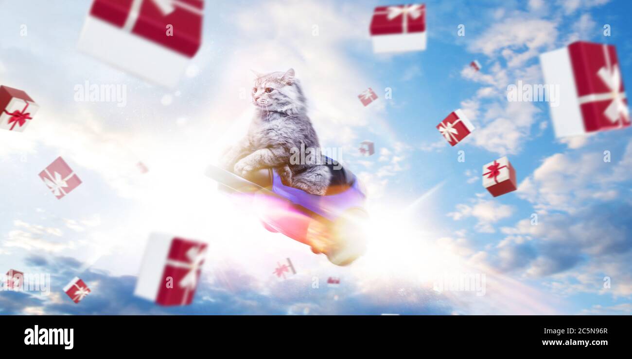 Fliegende Katze Stockfotos und -bilder Kaufen - Alamy