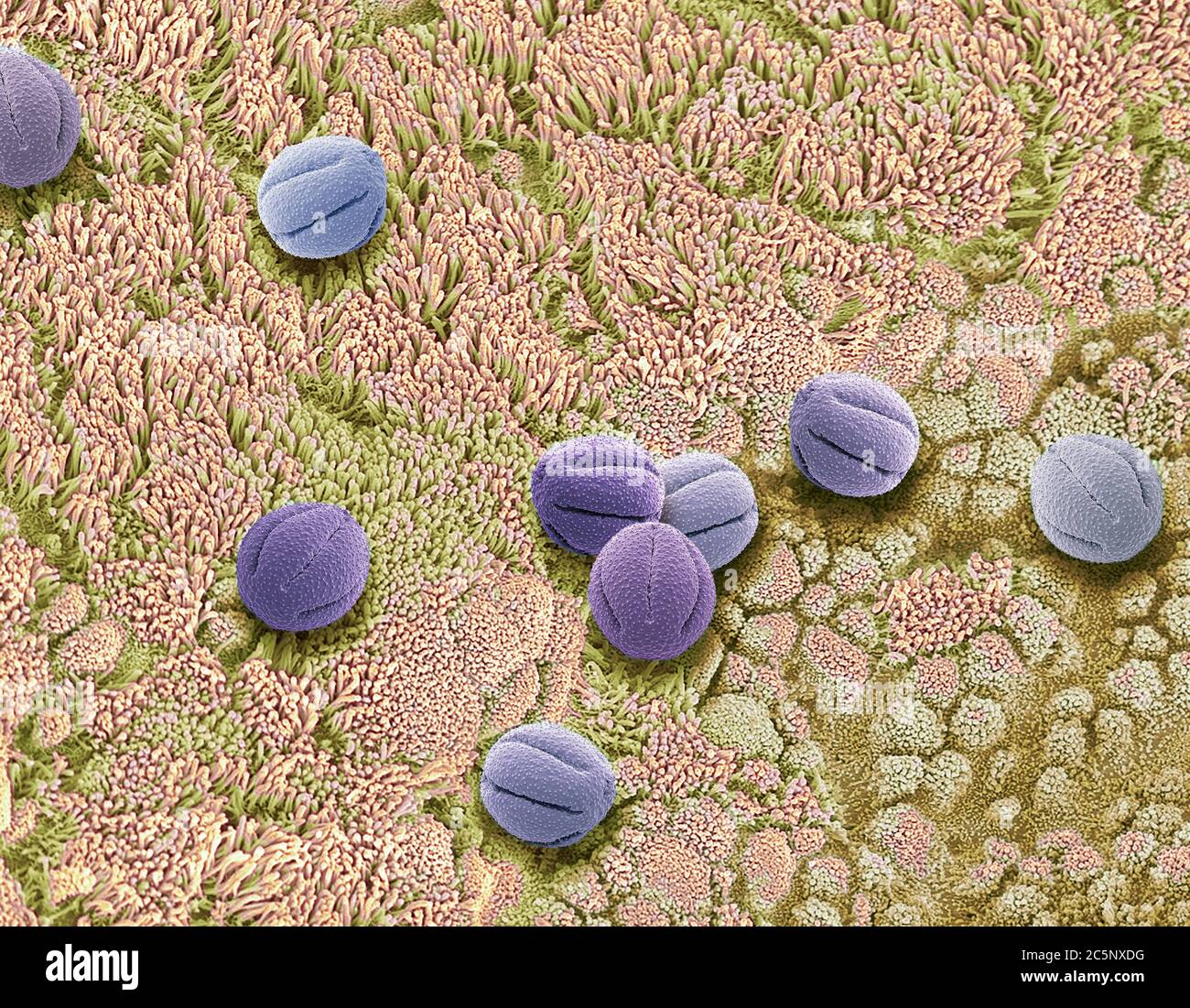 Pollen sem -Fotos und -Bildmaterial in hoher Auflösung - Seite 2 - Alamy