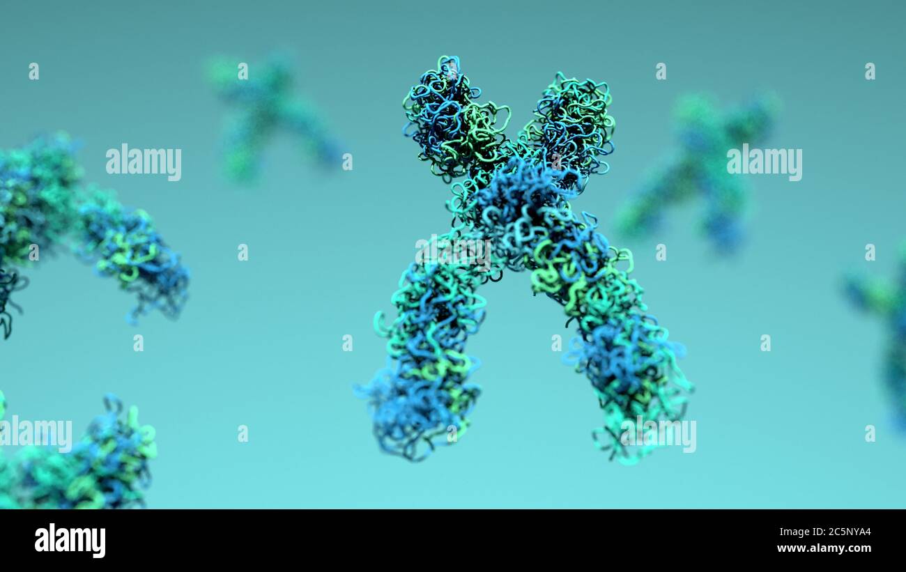 Chromatid funktion -Fotos und -Bildmaterial in hoher Auflösung – Alamy