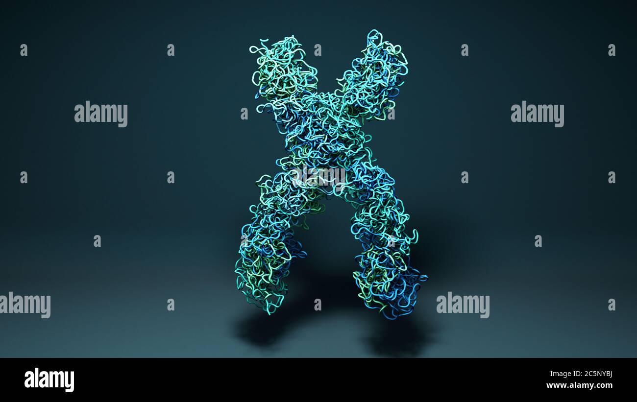Chromosomale Chromatiden Stockfotos und -bilder Kaufen - Alamy