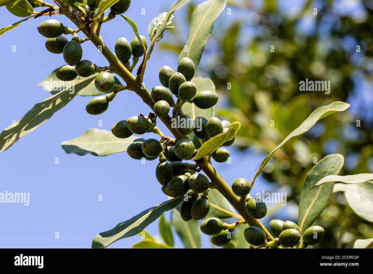 Daphne laurel tree -Fotos und -Bildmaterial in hoher Auflösung – Alamy