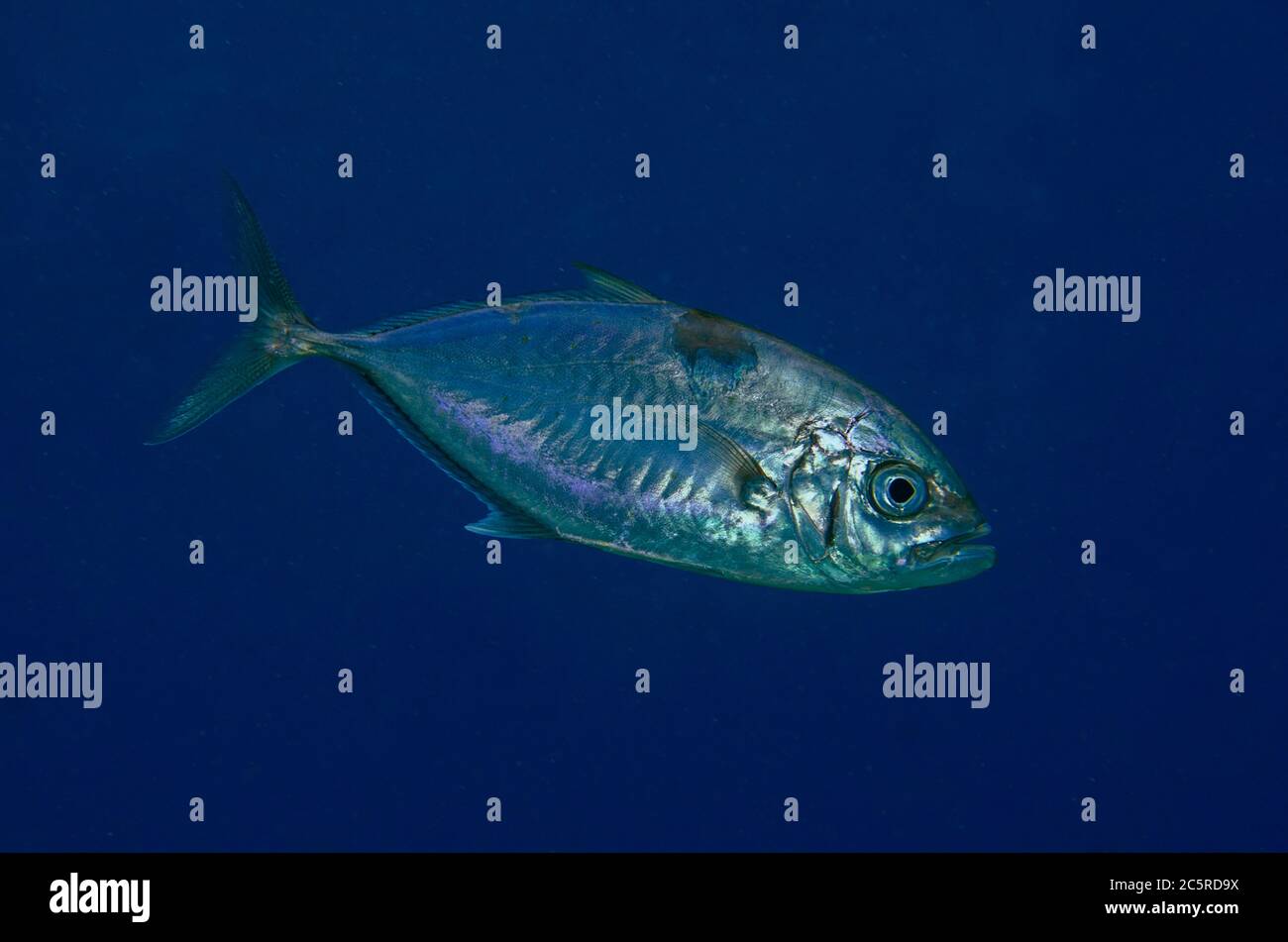 Alepes vari -Fotos und -Bildmaterial in hoher Auflösung – Alamy