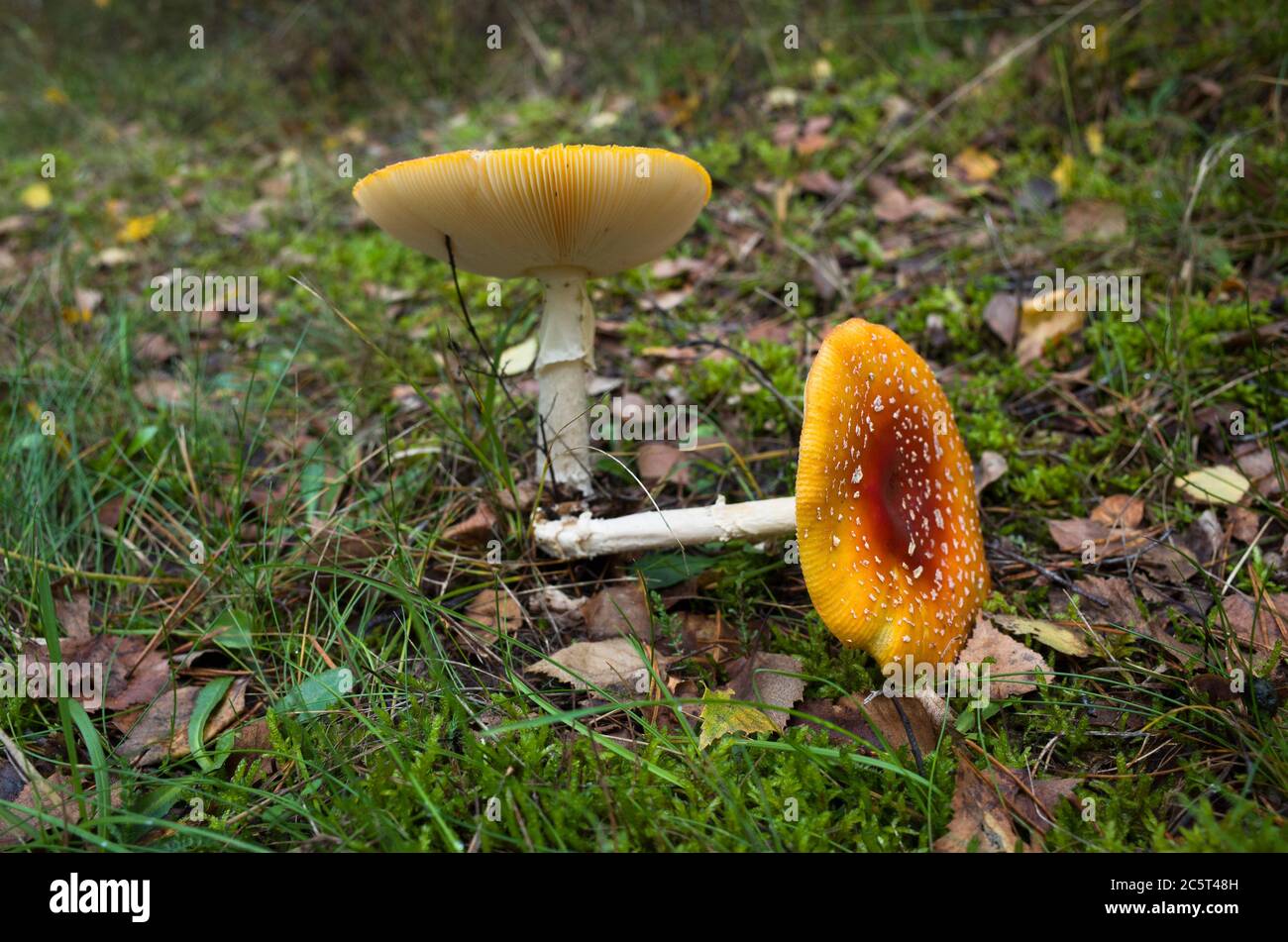 Toxic mushroom -Fotos und -Bildmaterial in hoher Auflösung – Alamy