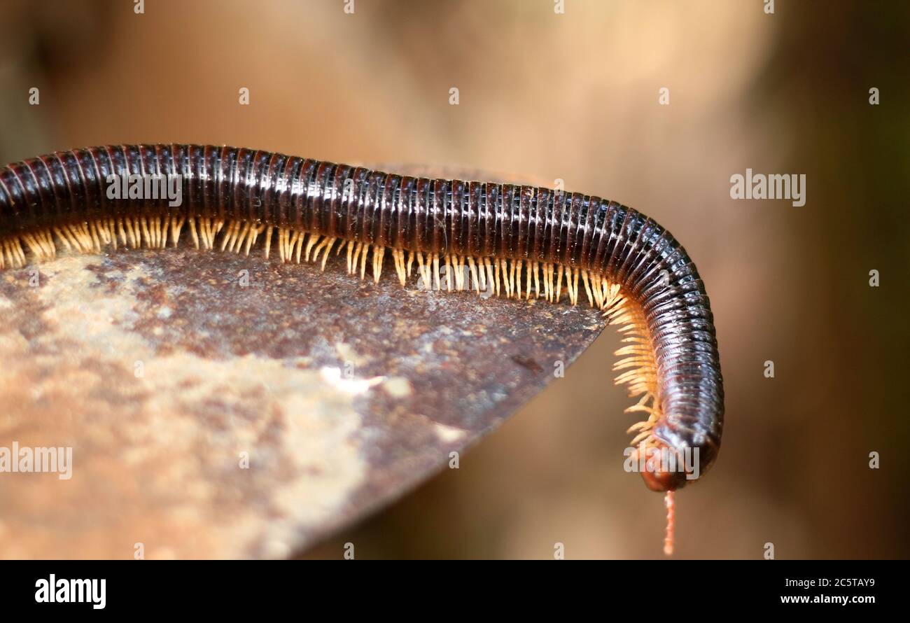 Thousand leggers -Fotos und -Bildmaterial in hoher Auflösung – Alamy