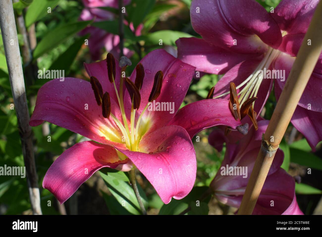 Lilium robina Stockfotos und -bilder Kaufen - Alamy