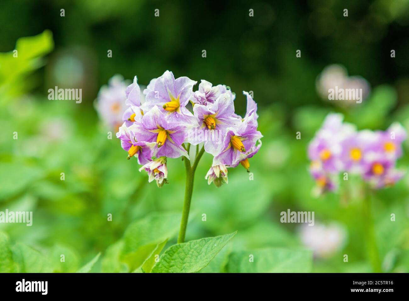 Maris piper blume -Fotos und -Bildmaterial in hoher Auflösung – Alamy